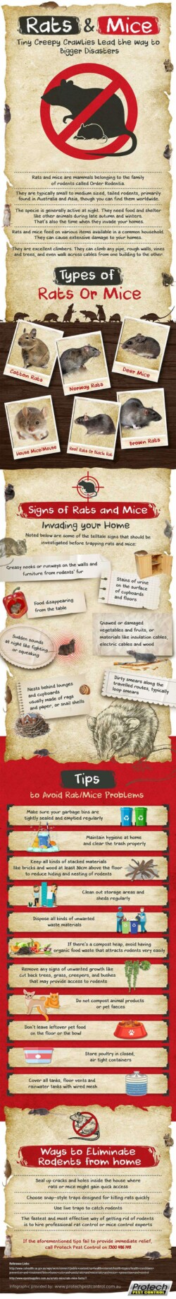 Animals Infographics - Infographic Website