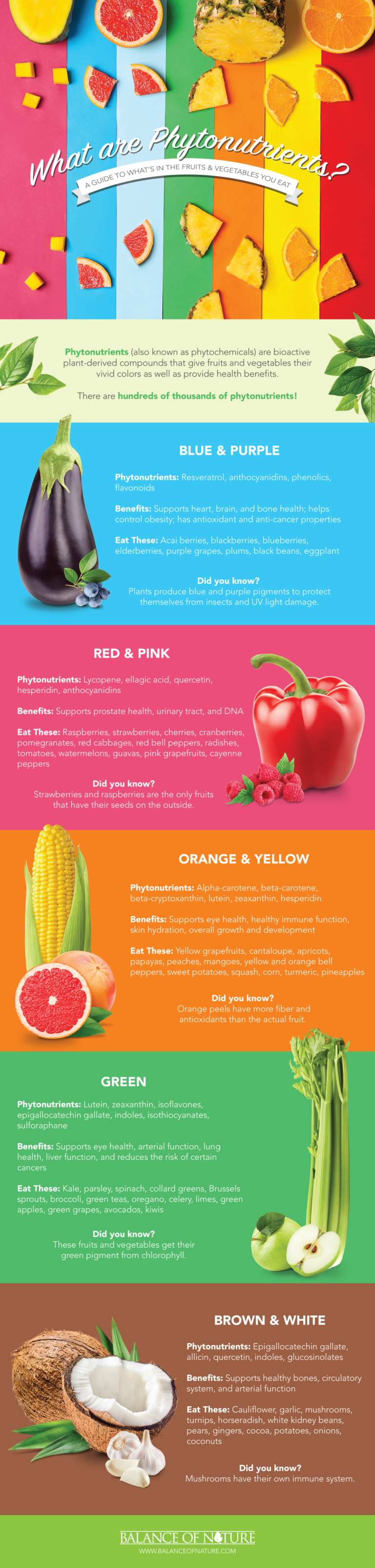 What Are Phytonutrients? - Infographic Website